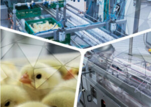 IBird® - Ceva Poultry