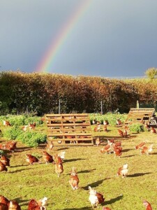 Poultry Vaccines - Ceva Poultry