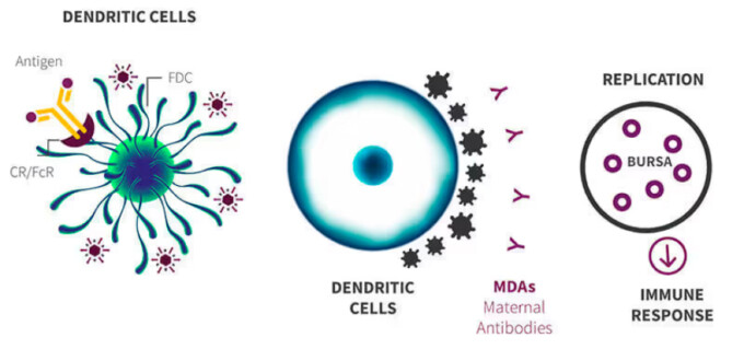Transmune® - Ceva Poultry