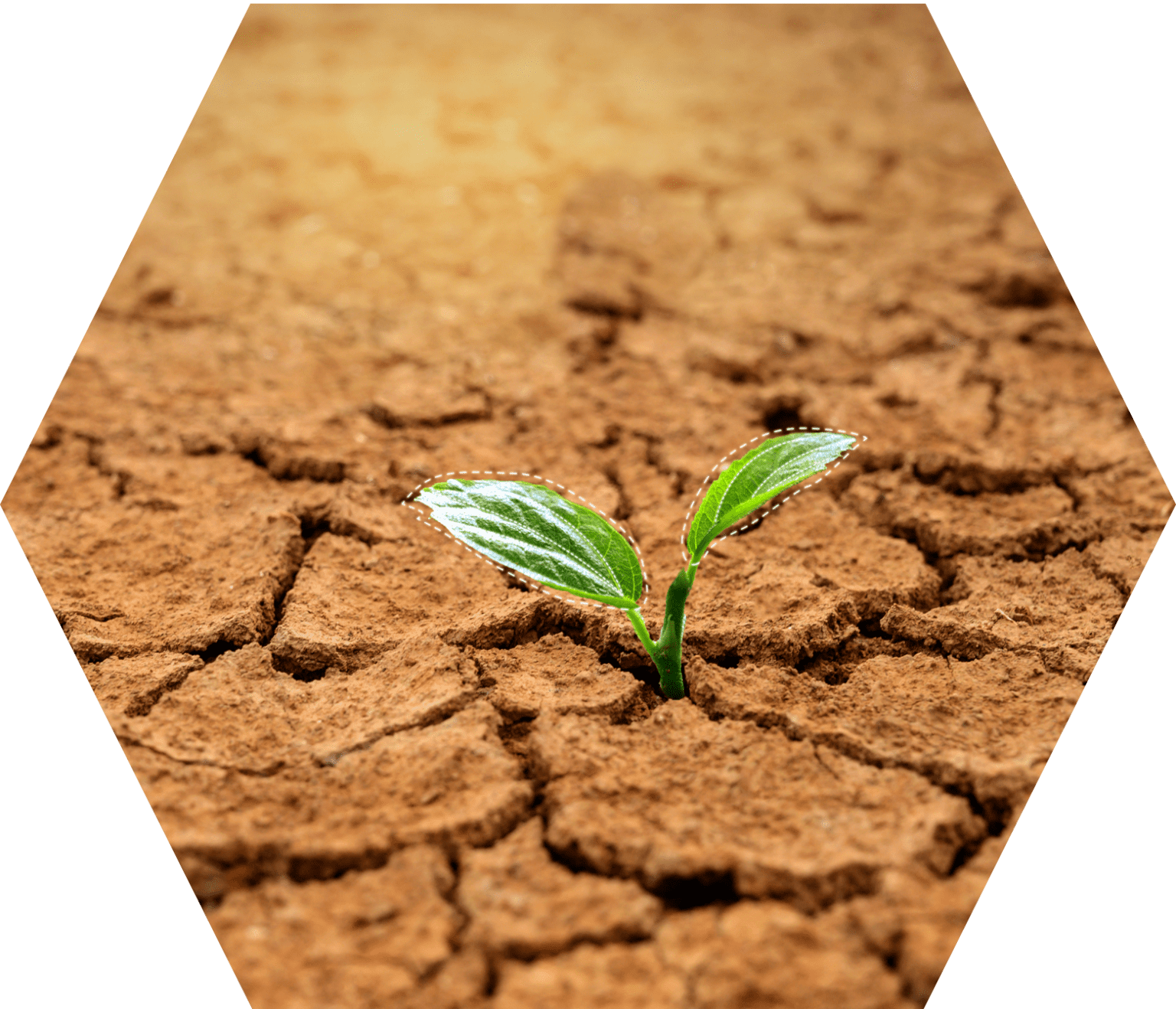 Newflend® ND H9 - Ceva Poultry